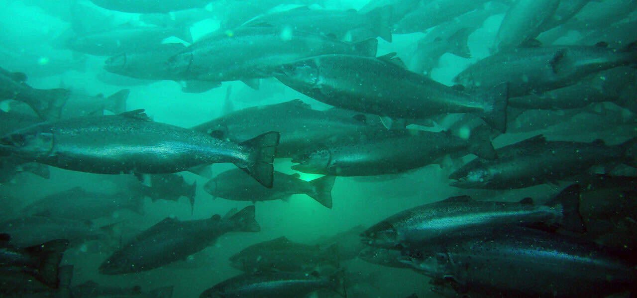 OptoScale | Biomassemåling uten sidestykke