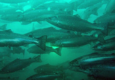 How it works – OptoScale