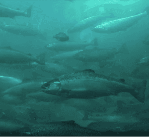 How it works – OptoScale