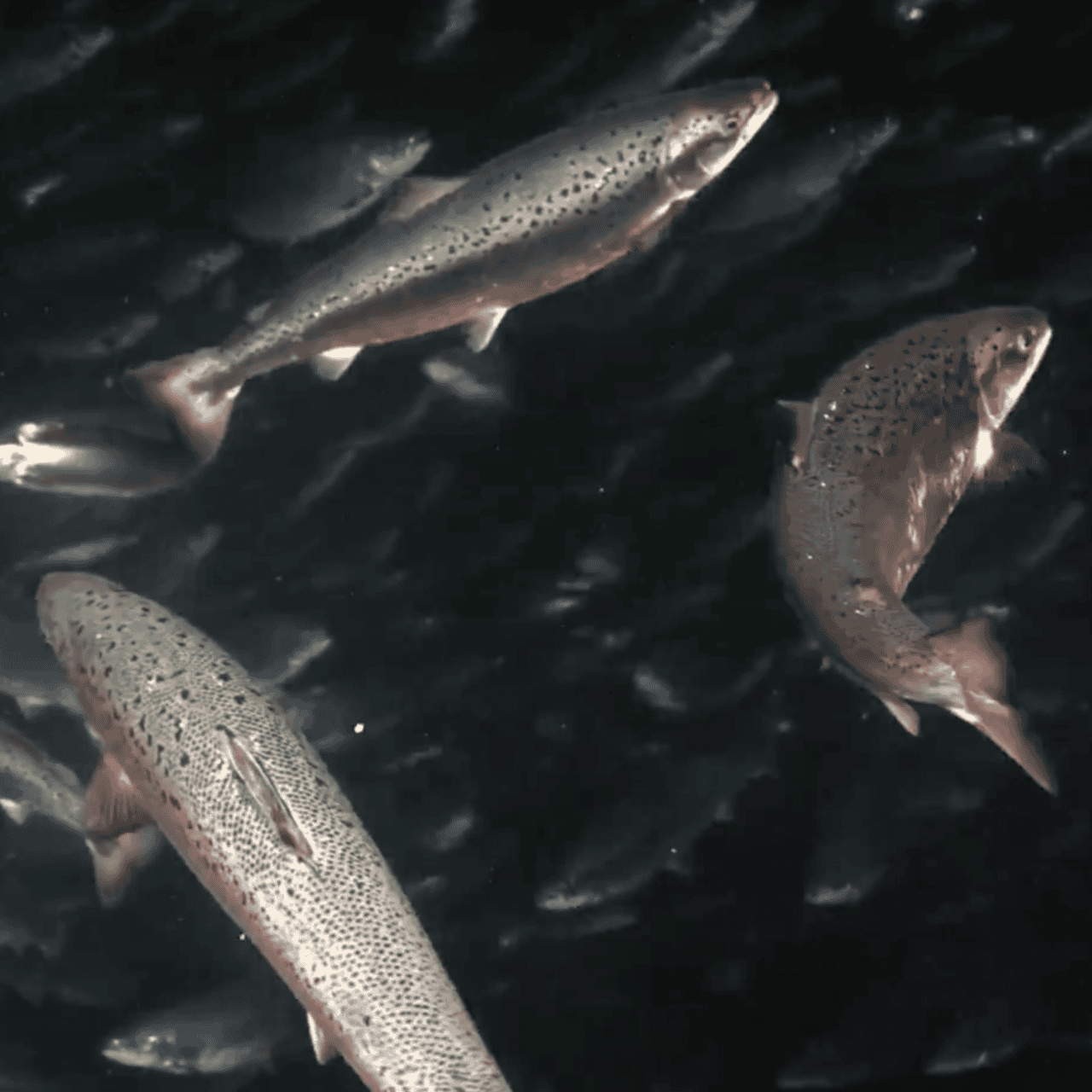 Our products - OptoScale