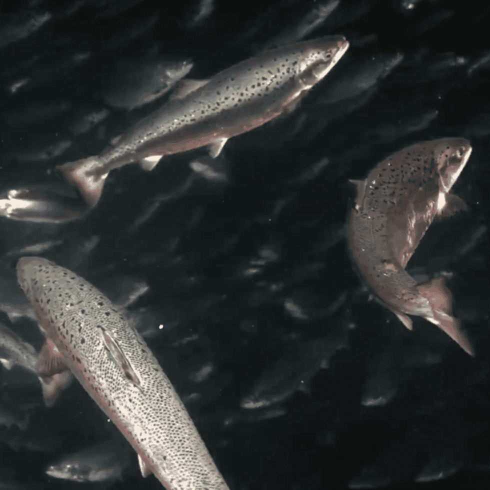 Our products - OptoScale